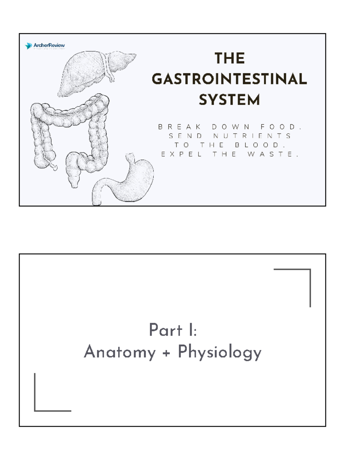 Gastrointestinal-System - Gastrointestinal Part I: Anatomy + Physiology ...