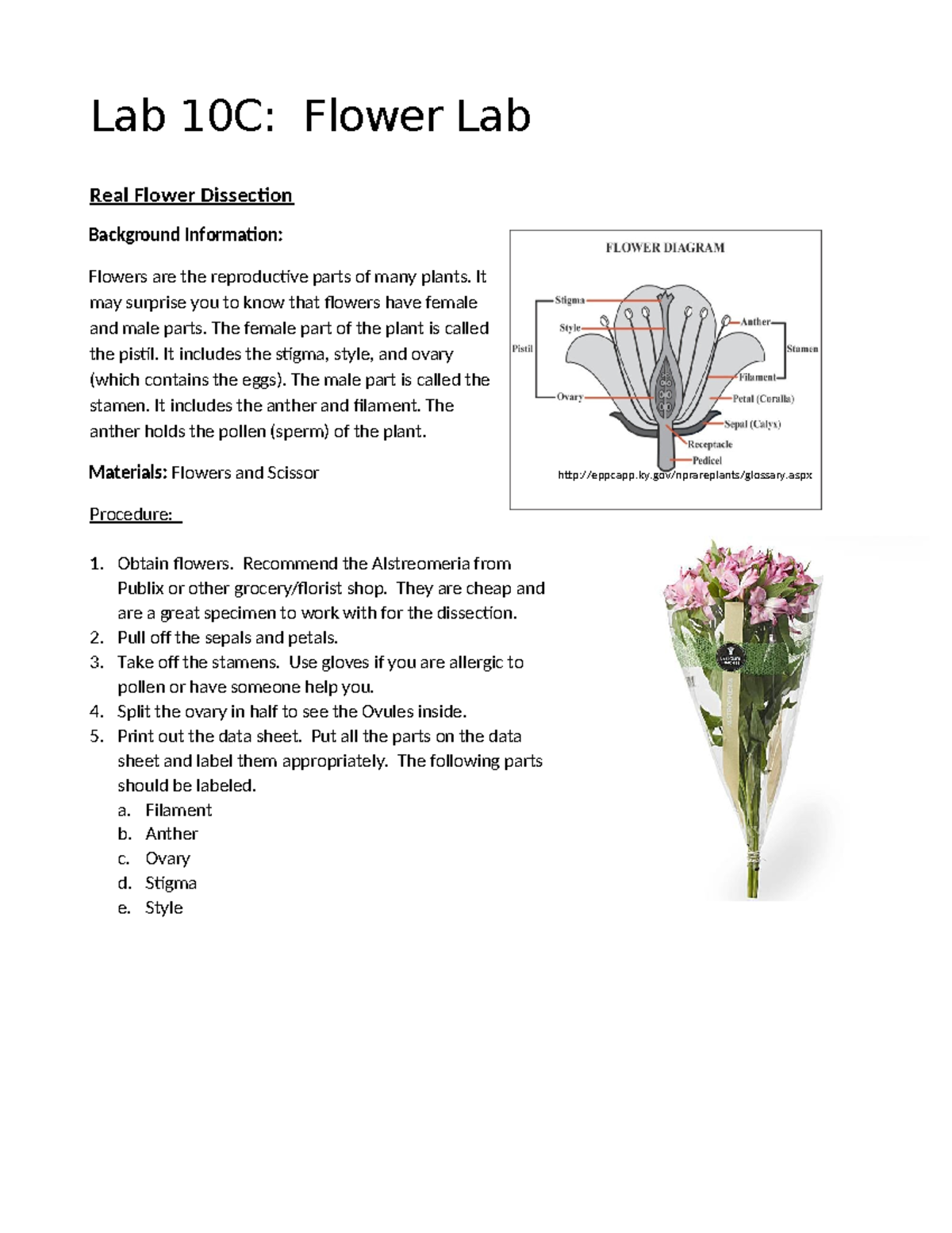 Lab 10 Fungi and Flower Lab -1 - Lab 10C: Flower Lab Real Flower ...