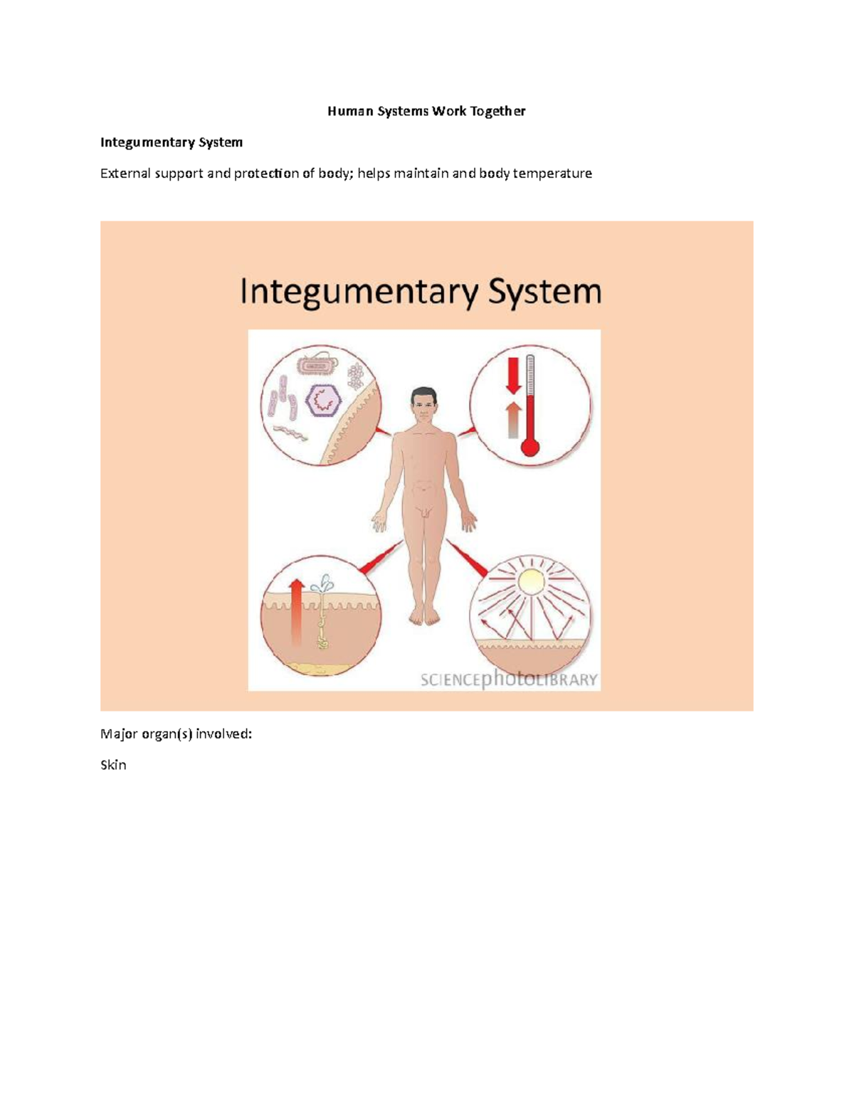 11 Organ Systems lecture note summary - Human Systems Work Together ...