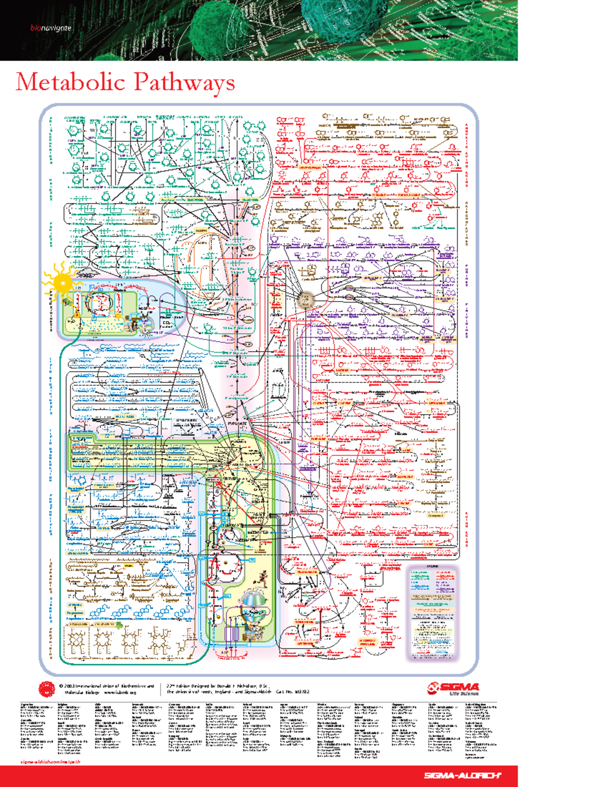 Metabolic-pathways-poster - 2H + H+ OXALOACETATE PYRUVATE SUCCINYL-CoA ...
