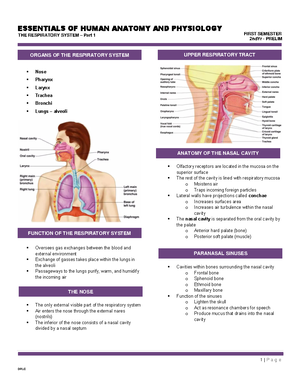 Ana Phy of Respiratory System - ANATOMY AND PHYSIOLOGY OF RESPIRATORY ...