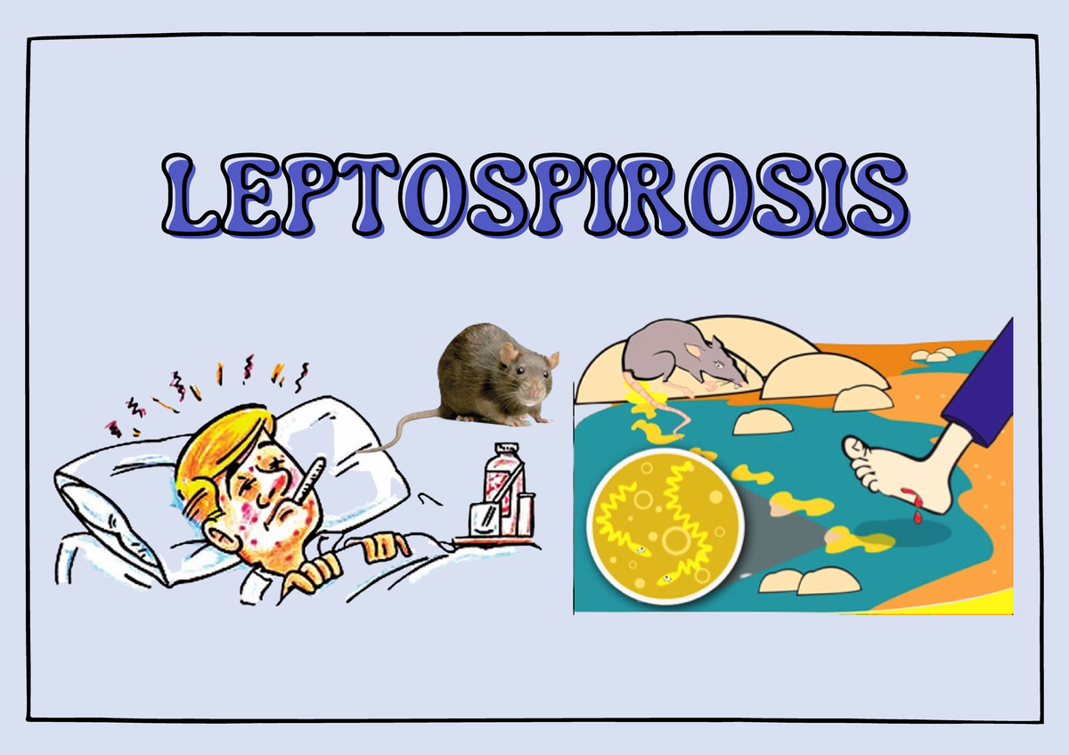 Rotafolio DE Leptospirosis - LEPTOSPIROSIS LEPTOSPIROSIS DEFINICIÓN DEFINICIÓN Es una enfermedad ...