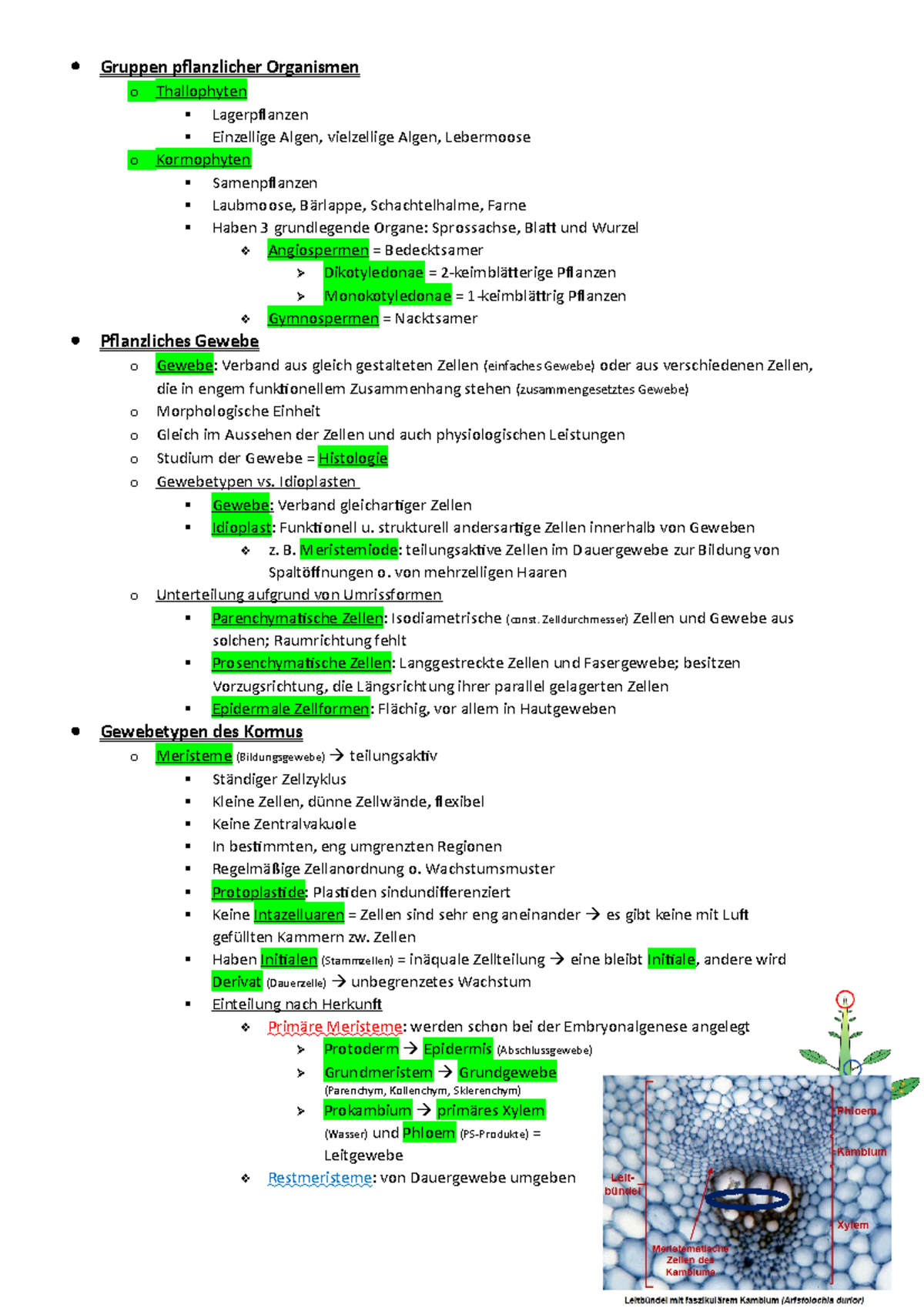 VL 5 6 Pflanzliche Gewebe - Gruppen pflanzlicher Organismen o ...