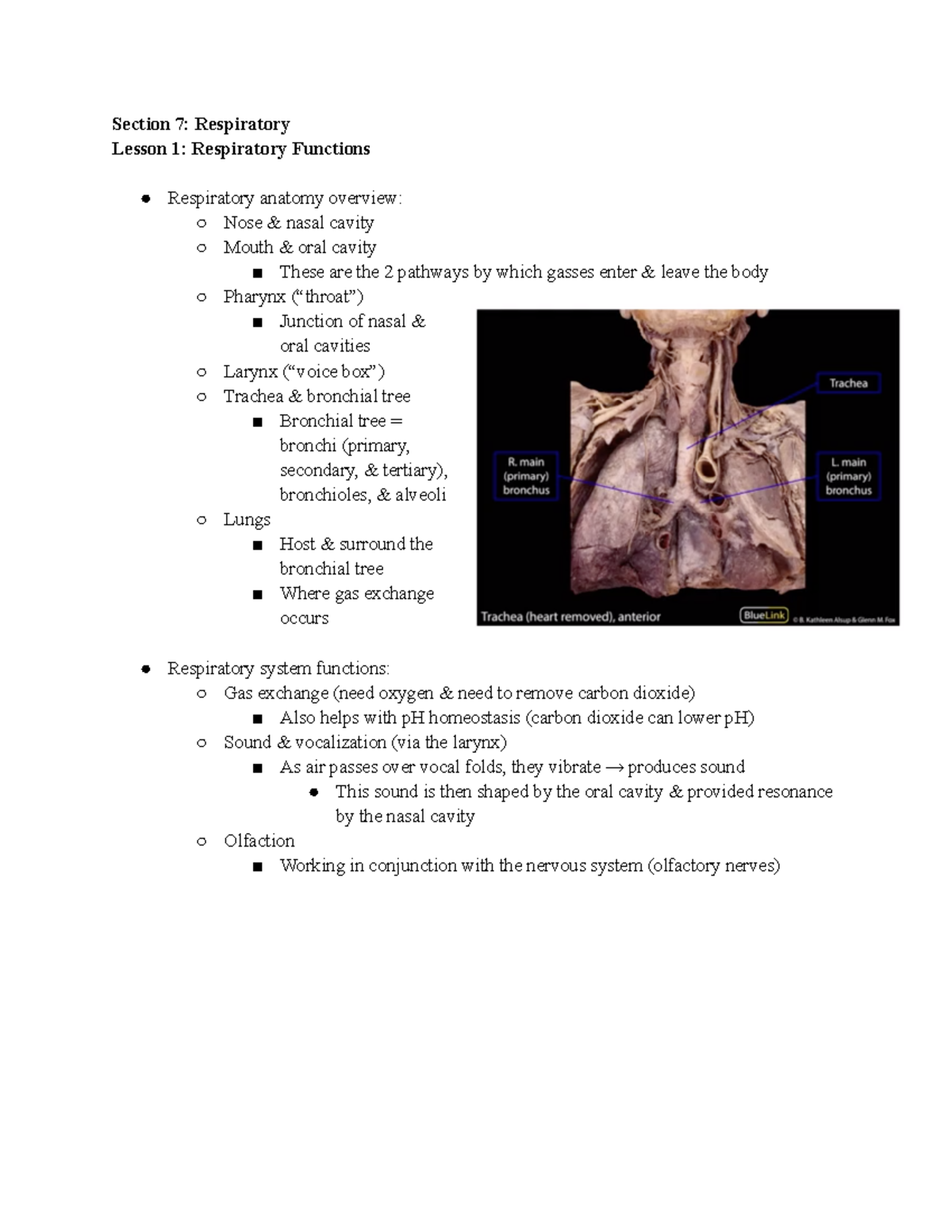 42- Respiratory Functions - Section 7: Respiratory Lesson 1 ...