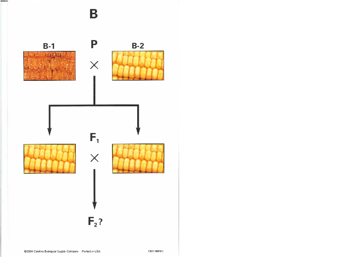 Corn Cards for Mendelian Genetics Card B - BIOL1020 - B B-1 p B- X F, X ...