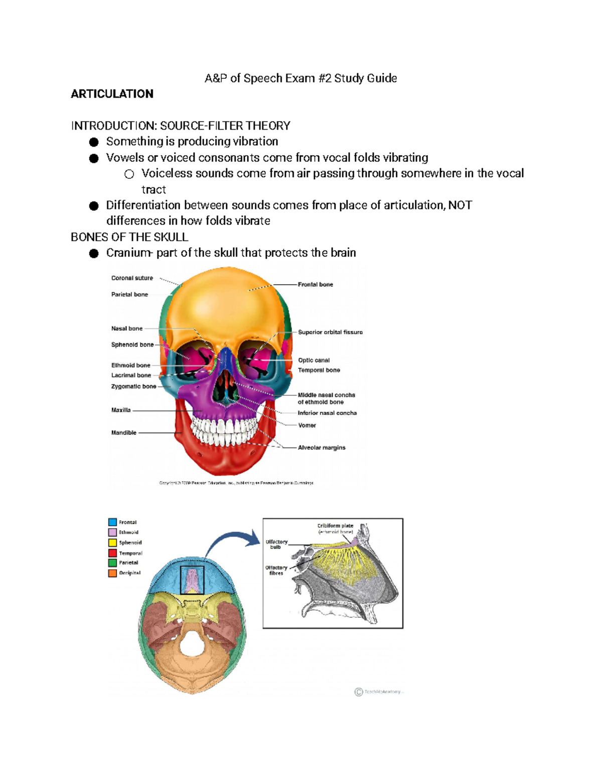 A&P of Speech Exam #2 Study Guide - A&P of Speech Exam #2 Study Guide ...