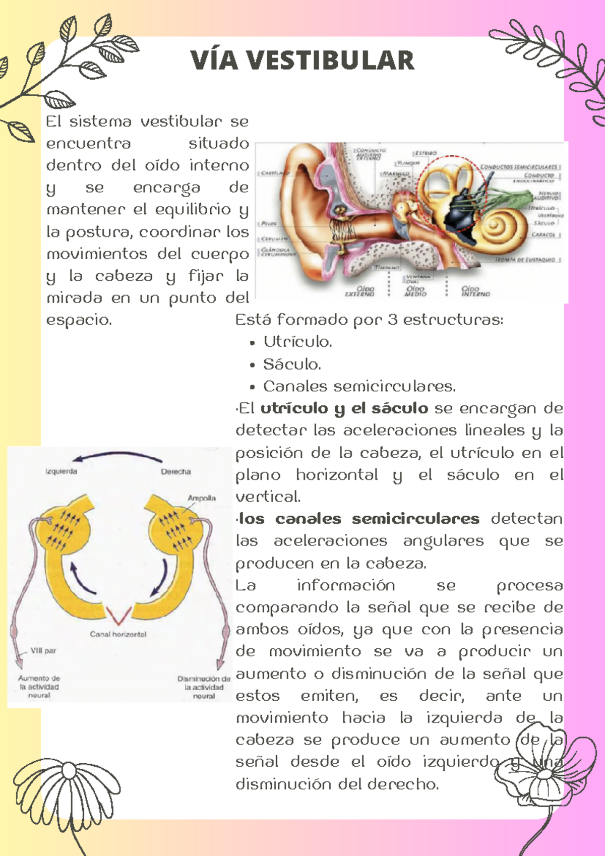 VIA Vestibular - VÍA VESTIBULAR El sistema vestibular se encuentra ...