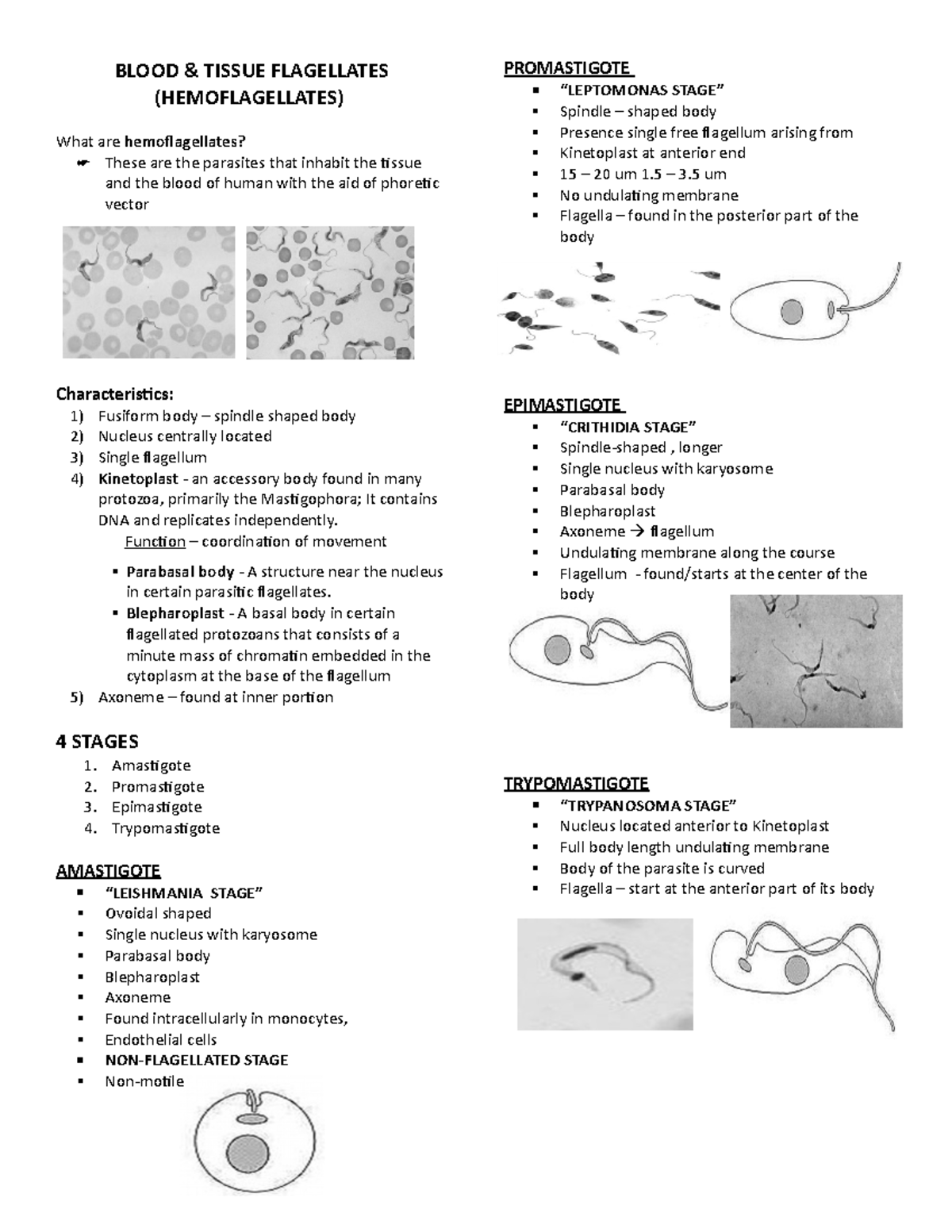 Blood- Tissue- Flagellates - BLOOD TISSUE FLAGELLATES (HEMOFLAGELLATES ...