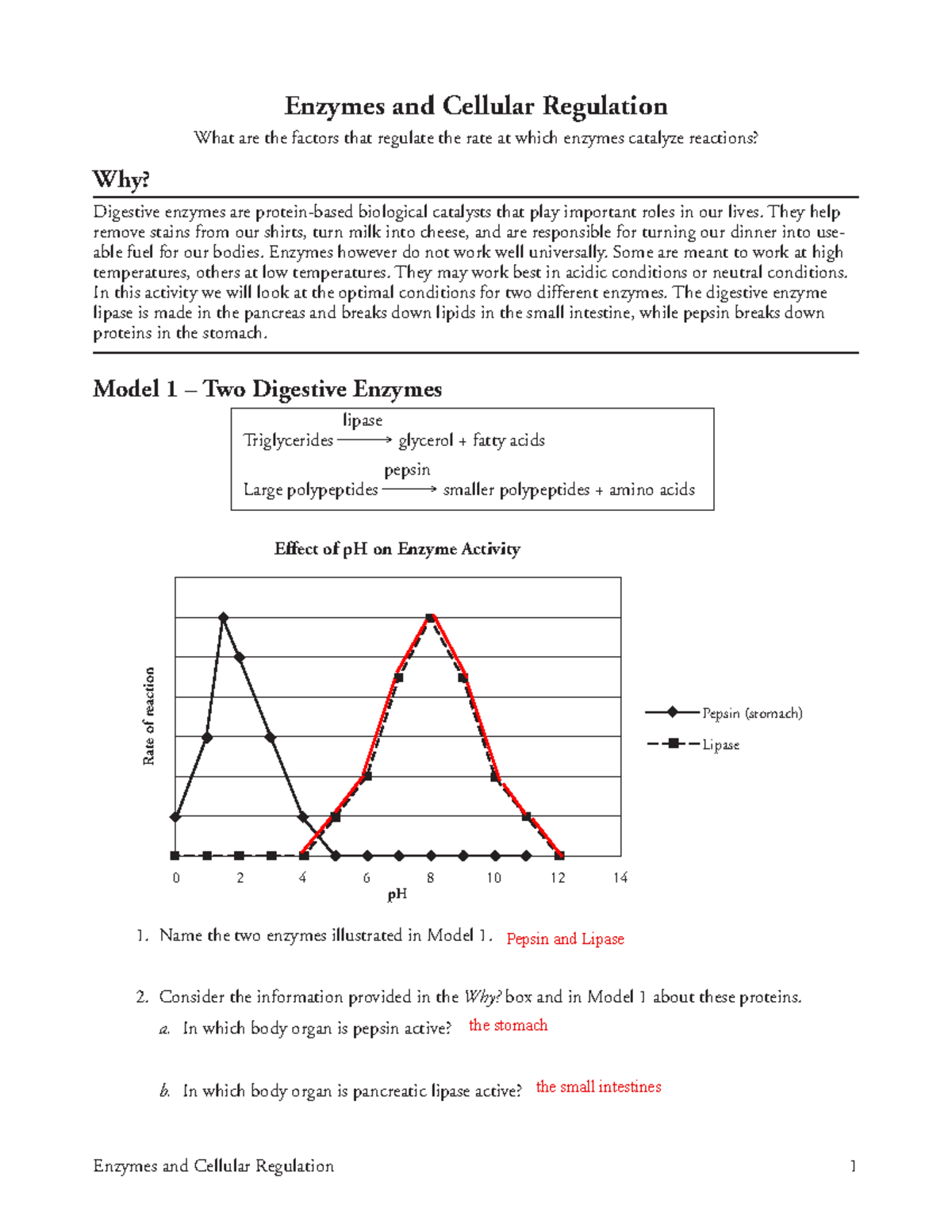 Kami Export - Cali B - 6 Enzymes and Cellular Regulation-S copy ...