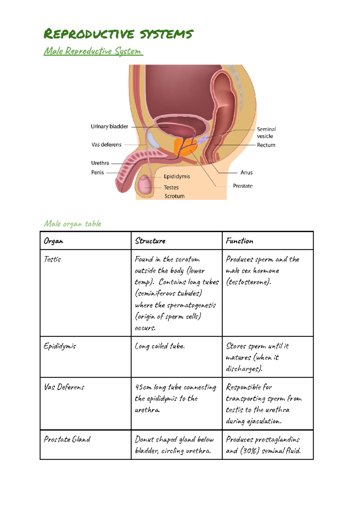 Reproductive Systems - Info from Yr 10 class - Male Reproductive System ...