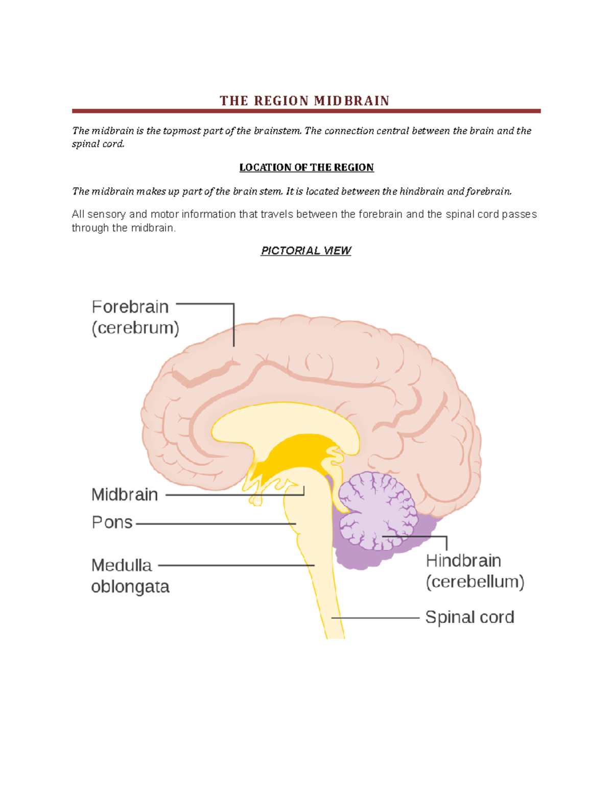 THE Region Midbrain - THE REGION MIDBRAIN The midbrain is the topmost ...