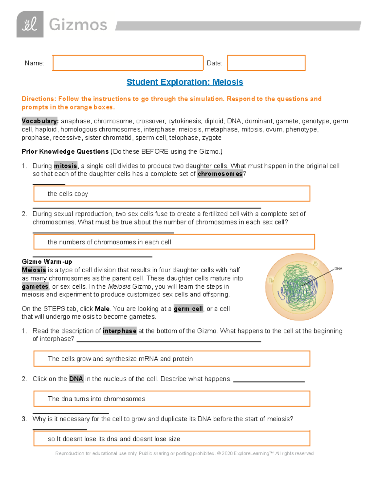 Meiosis SE - ..l - Name: Date: Student Exploration: Meiosis Directions ...