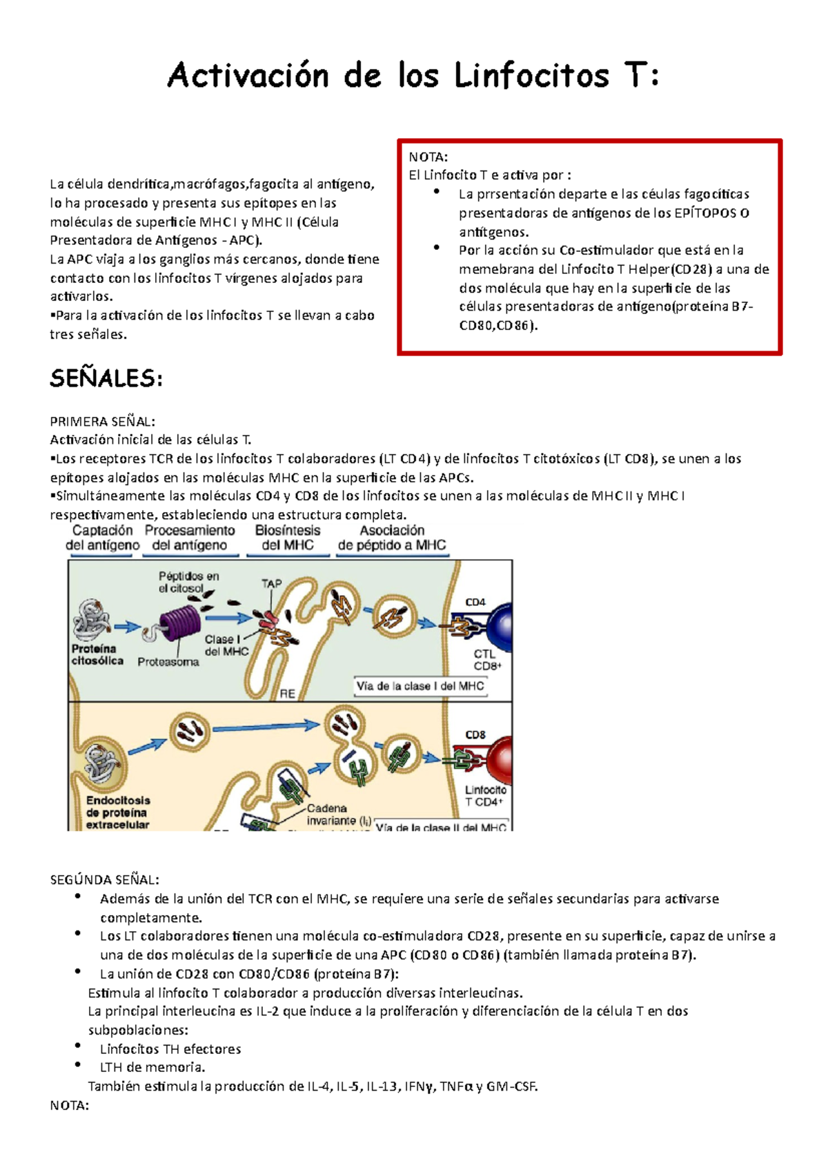 Activacipon de Linfocitos T - copia - Activación de los Linfocitos T ...
