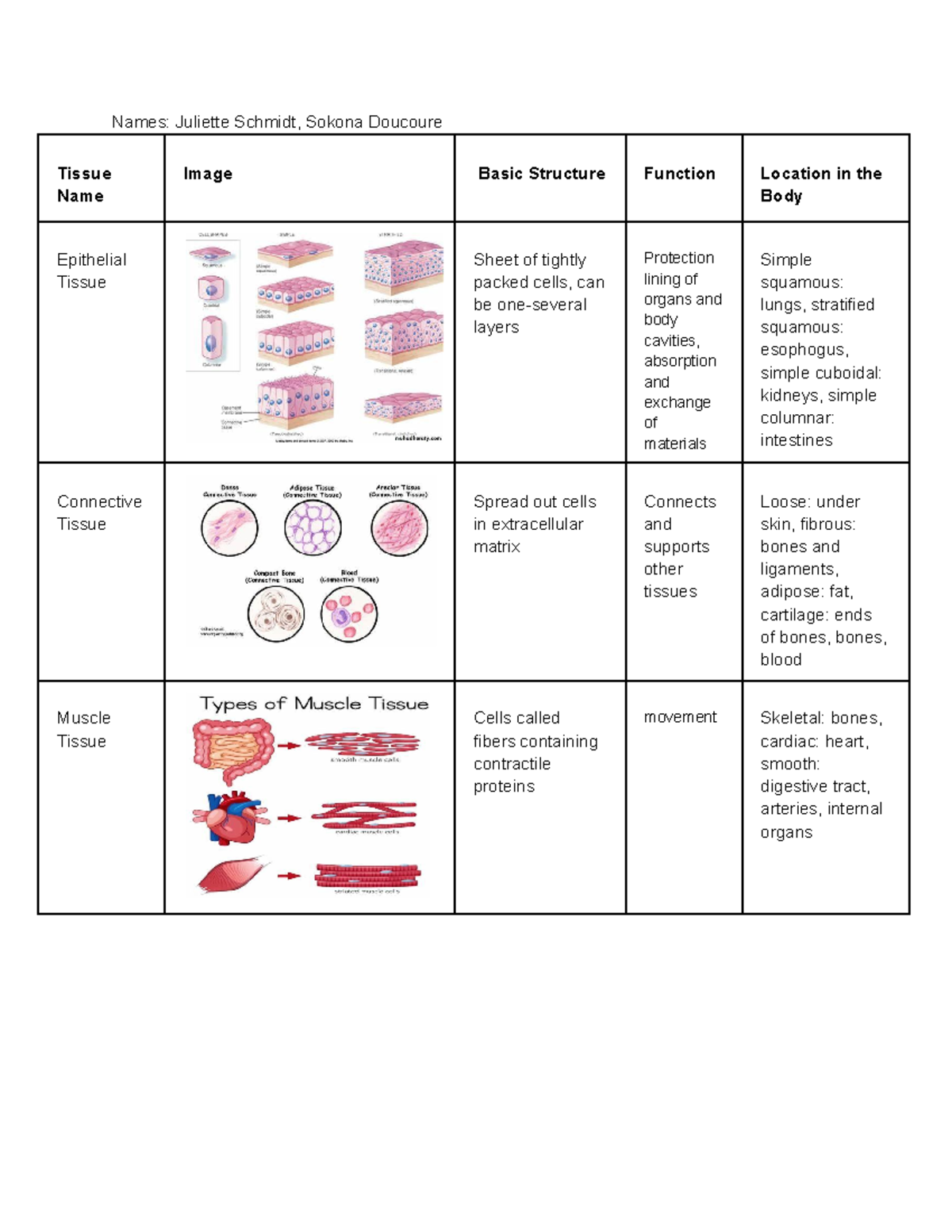 Tissue and Organ System Assignment - Names: Juliette Schmidt, Sokona ...