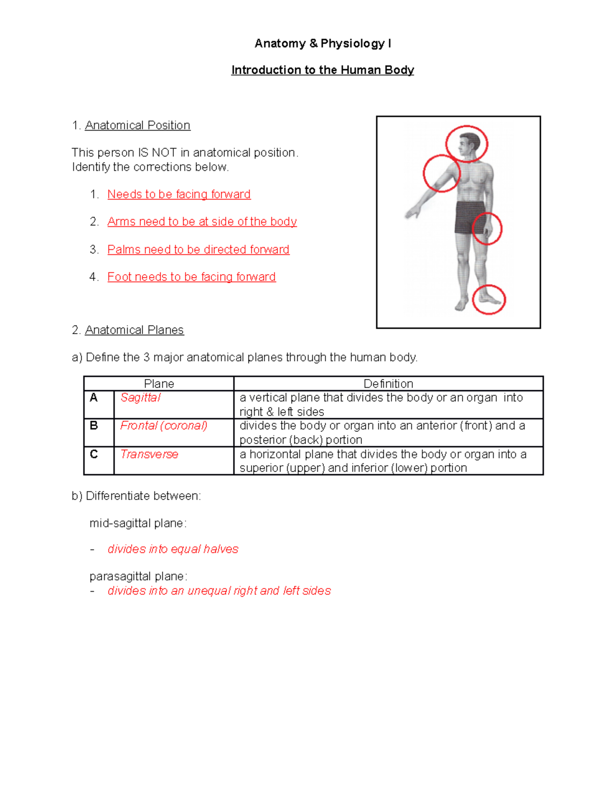 Lab KEY- Introduction to Human Body - Anatomy & Physiology I ...