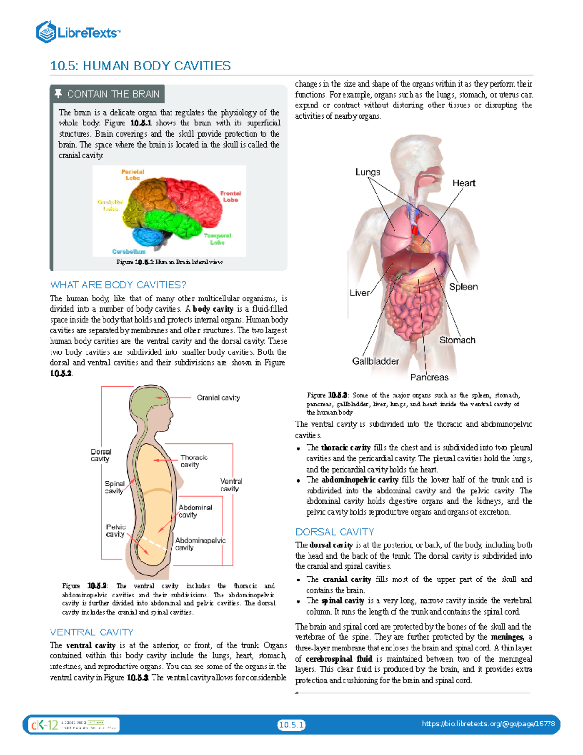 Human Body Cavities - 10.5 bio.libretexts/@go/page/ 10: HUMAN BODY ...