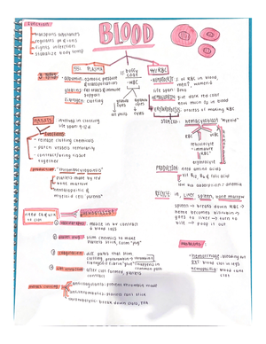 Anatomy (dragged) 14 - stacy ruch - BIO 175 - Studocu