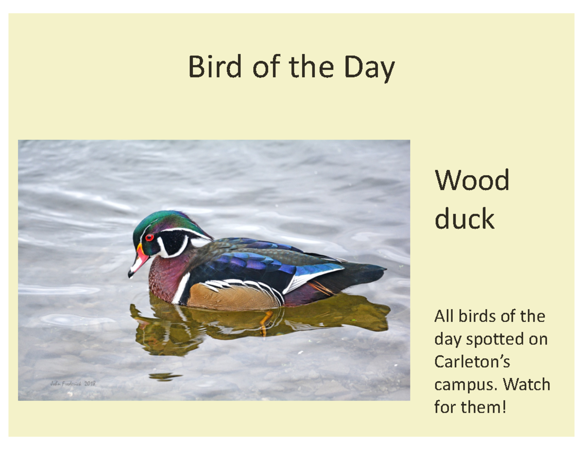 Week #8 - notes - Bird of the Day Wood duck All birds of the day ...
