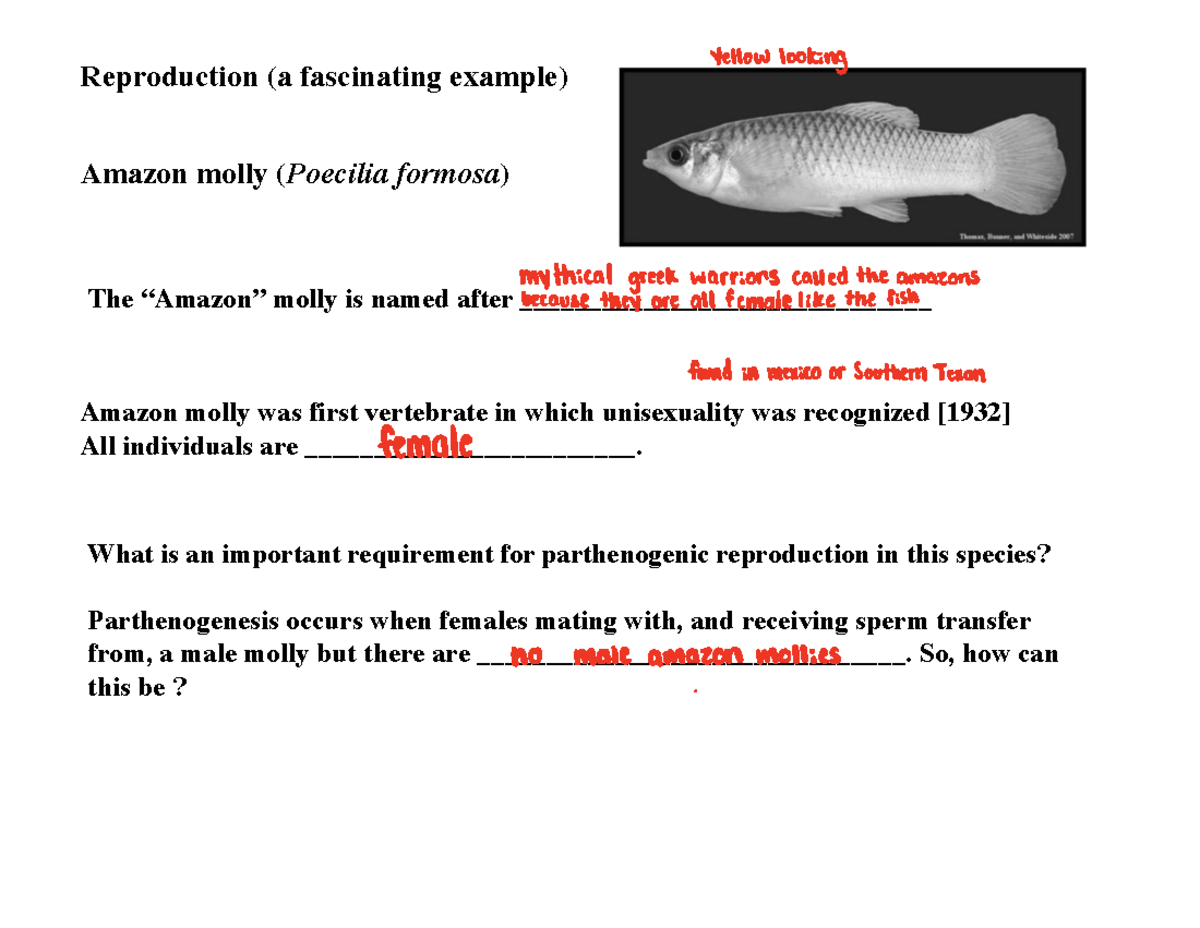 Module 2 PART B - Notes - Amazon molly (Poecilia formosa) Reproduction (a fascinating example ...