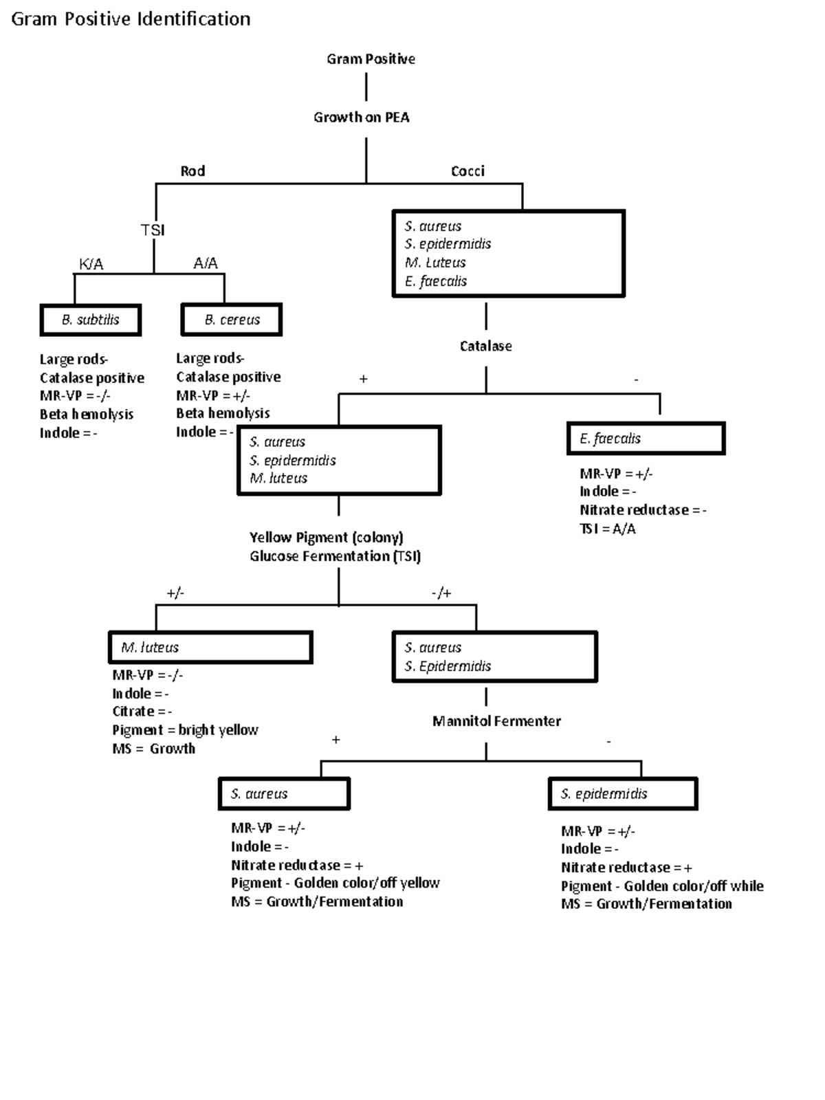 Gram Positive Negative Flow Chart Summer 2020 - Gram Positive ...