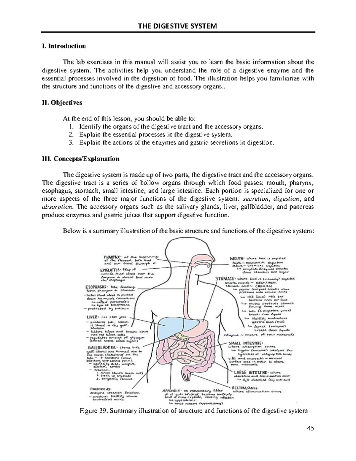Digestive System - Lecture notes 1 - I. Introduction The lab exercises ...