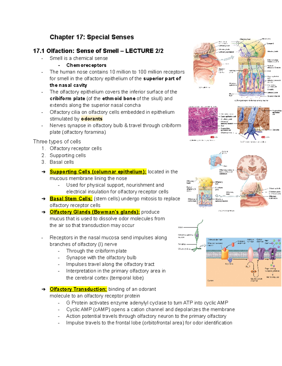 Chapter 17- Special Senses - Taste buds contain 3 kinds of epithelial ...