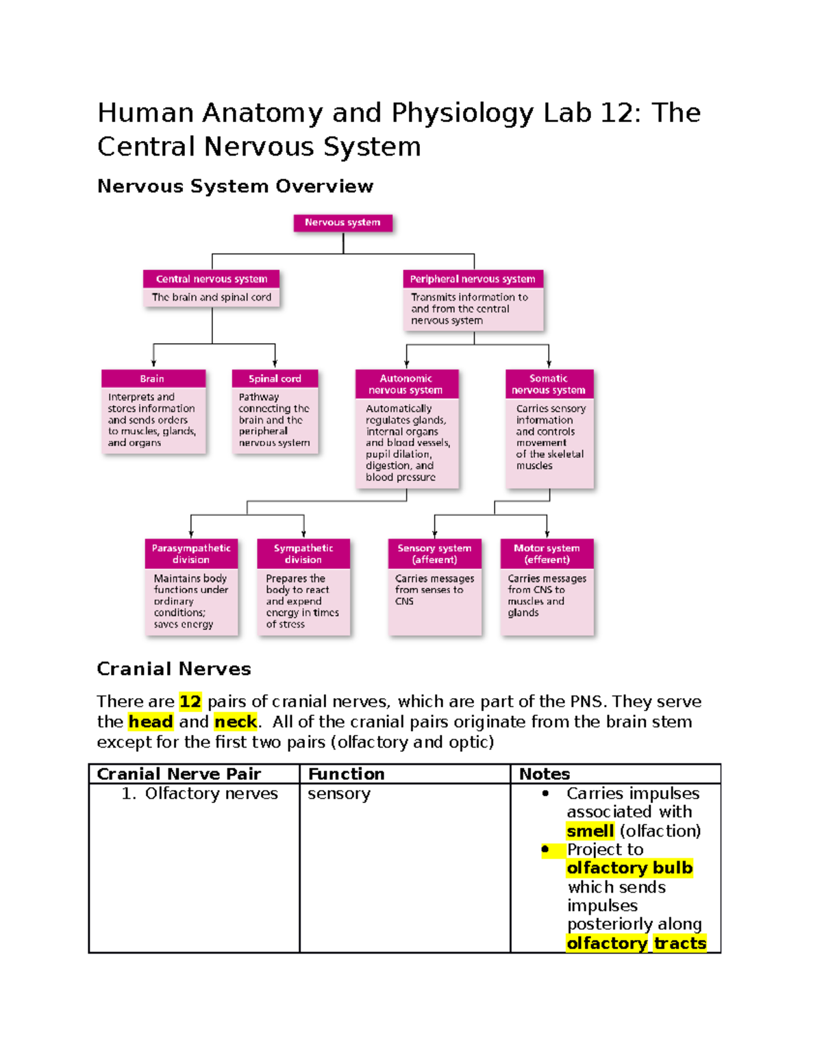 Human Anatomy and Physiology Lab 12 - They serve the head and neck. All ...
