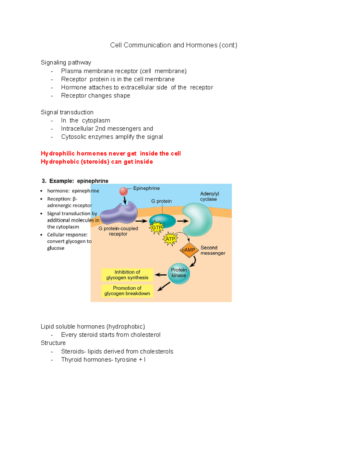 Cell Communication and Hormones (cont) - Cell Communication and ...