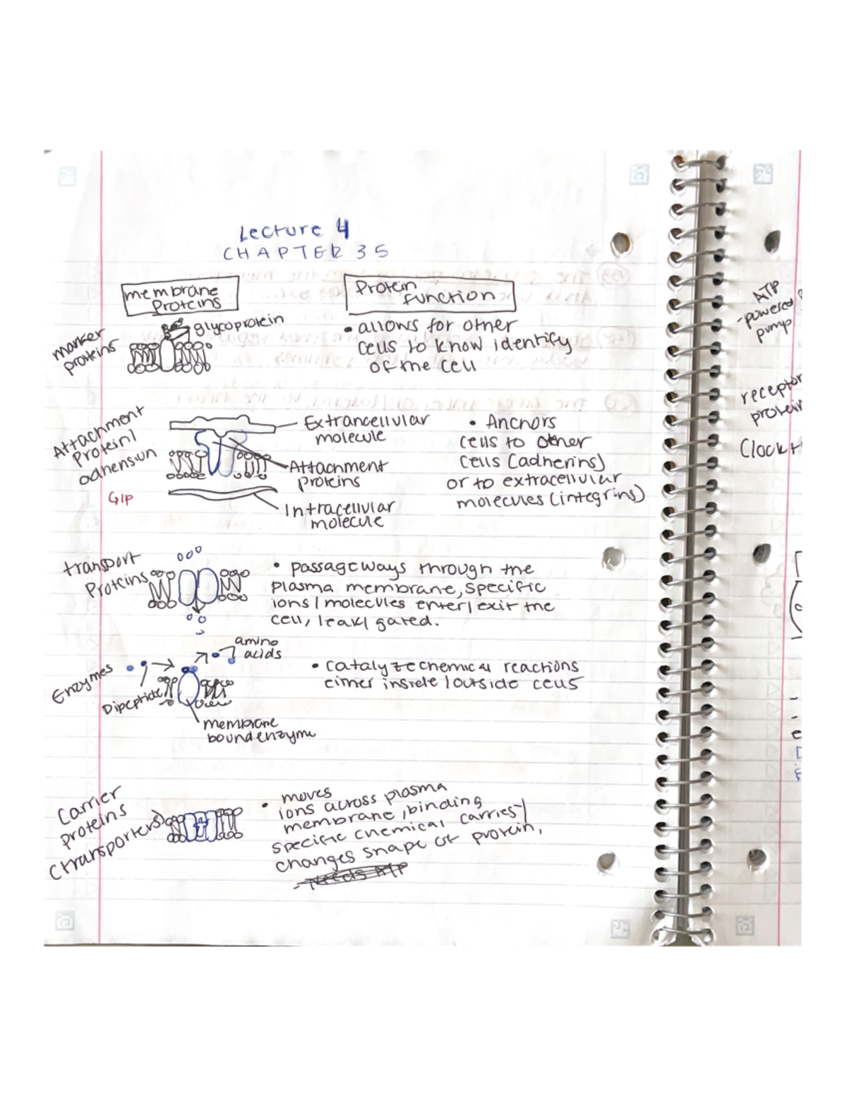 Scanned Document 12 - A and P notes and summarize - BIO142 - Studocu