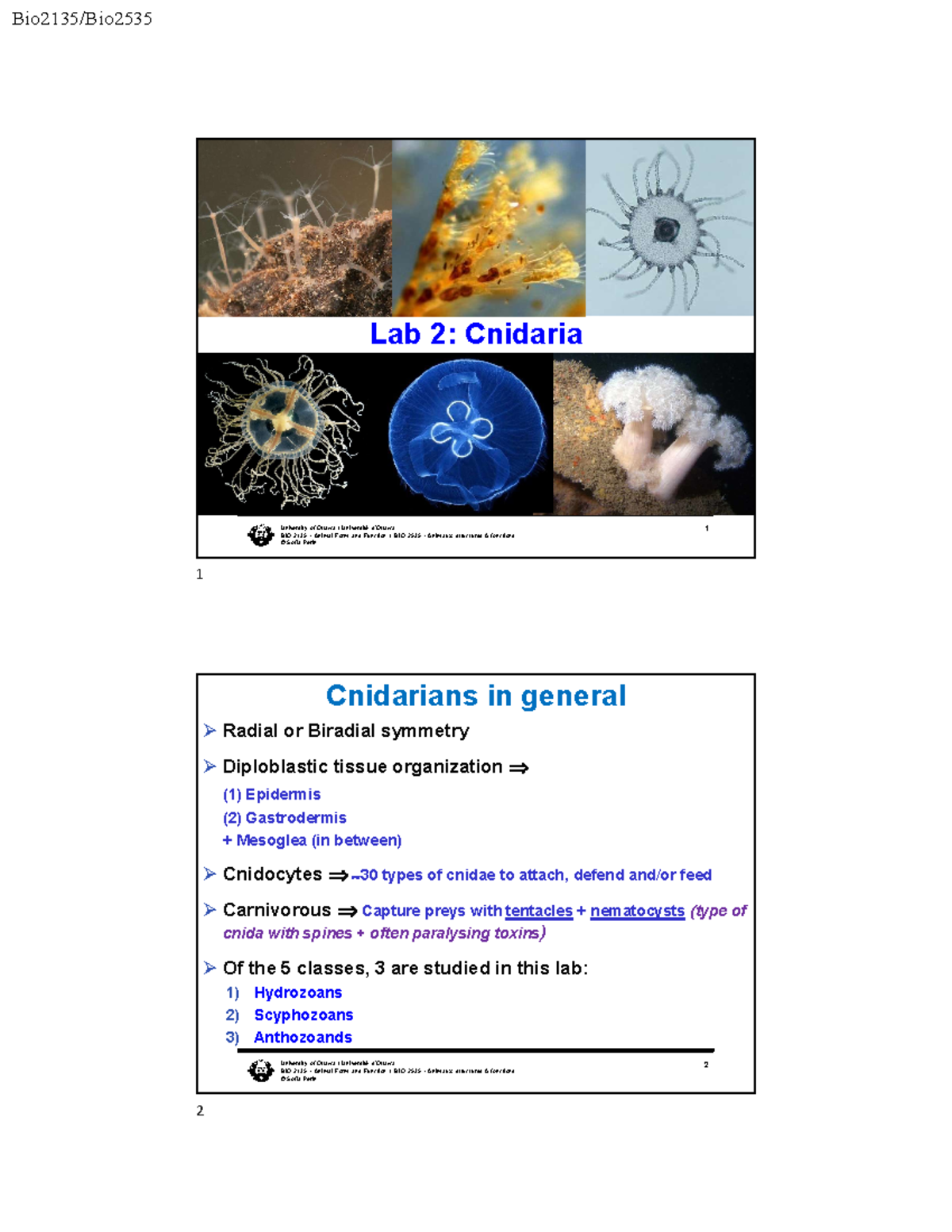 Student-Lab 2 Presentation-Bio2135-2023 - Lab 2: CnidariaLab 2 ...