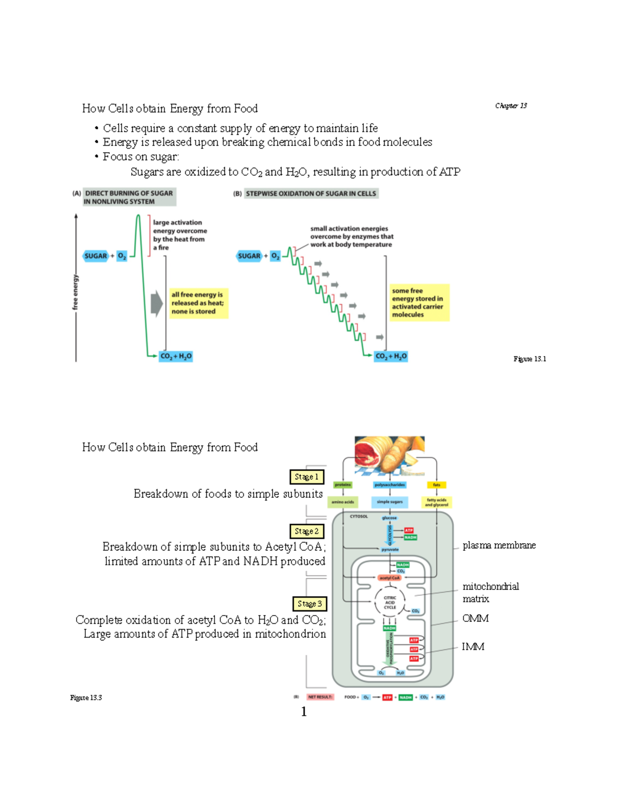Cell Phys Guide Ch 13 - Cell Physiology Fall 2018 - Chapter 13 How ...