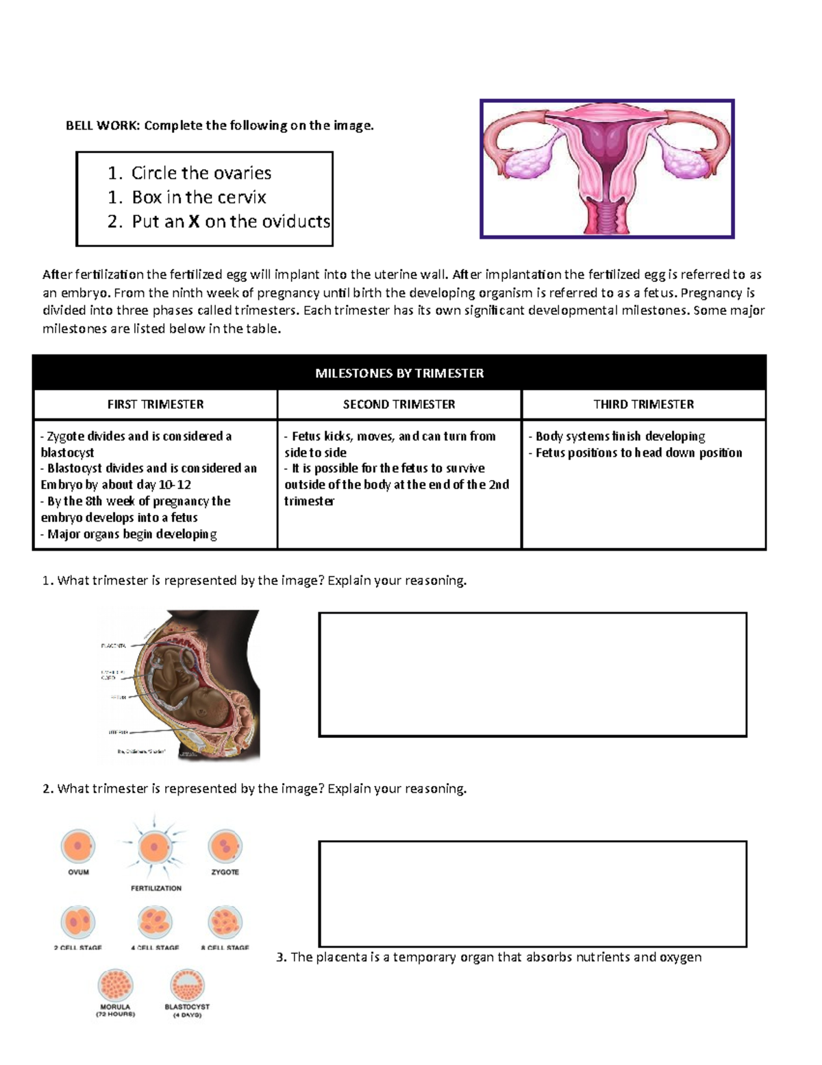 Copy of Bio 1.2 - Lesson 4 - Student Document - BELL WORK: Complete the ...