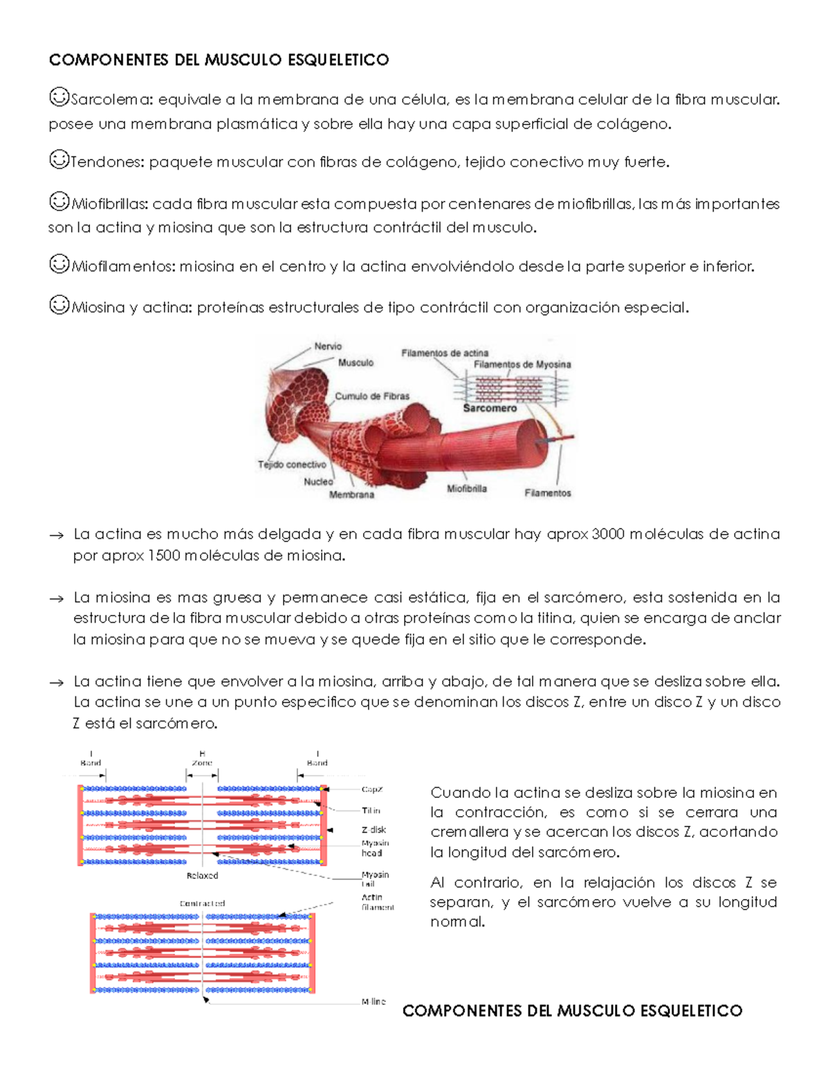 Musculo Esqueletico Y SU Mecanismo Contractil - COMPONENTES DEL MUSCULO ...