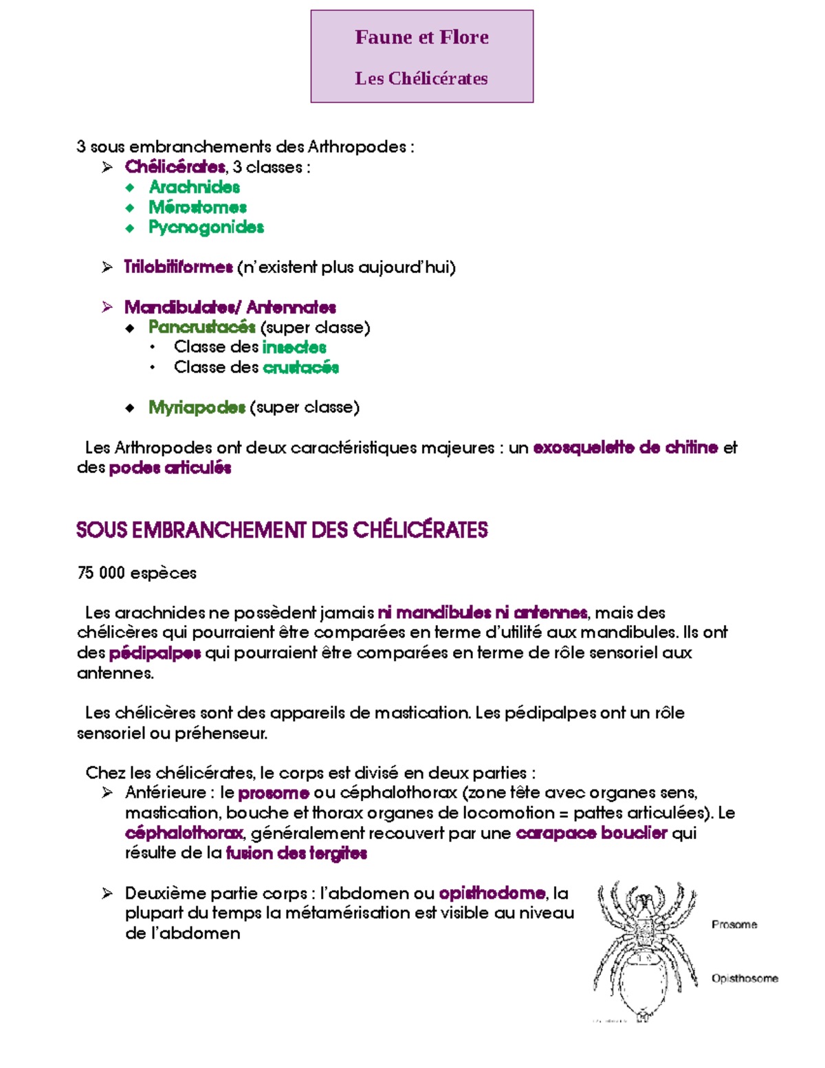 Faunistique : les Chélicérates - Faune et Flore Les Chélicérates 3 sous ...