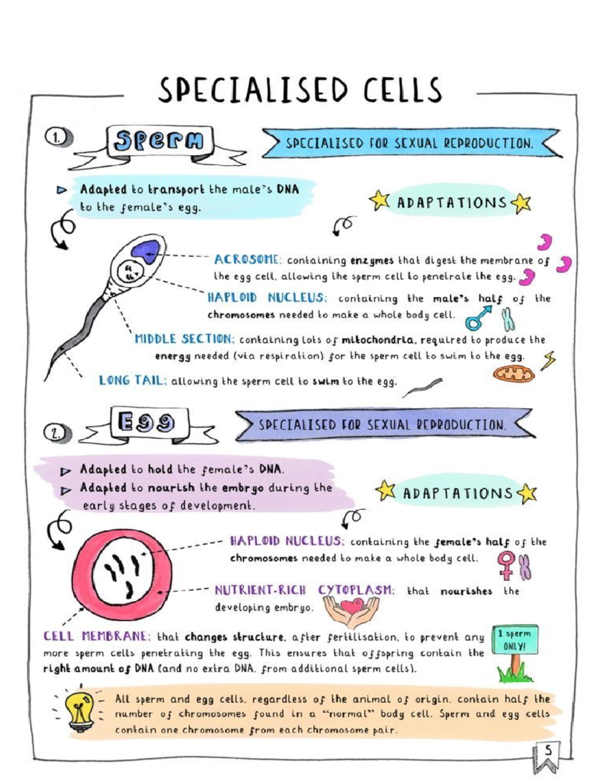 Specialised Cells - Organic chemistry notes from the lecture. - CHEM-C ...