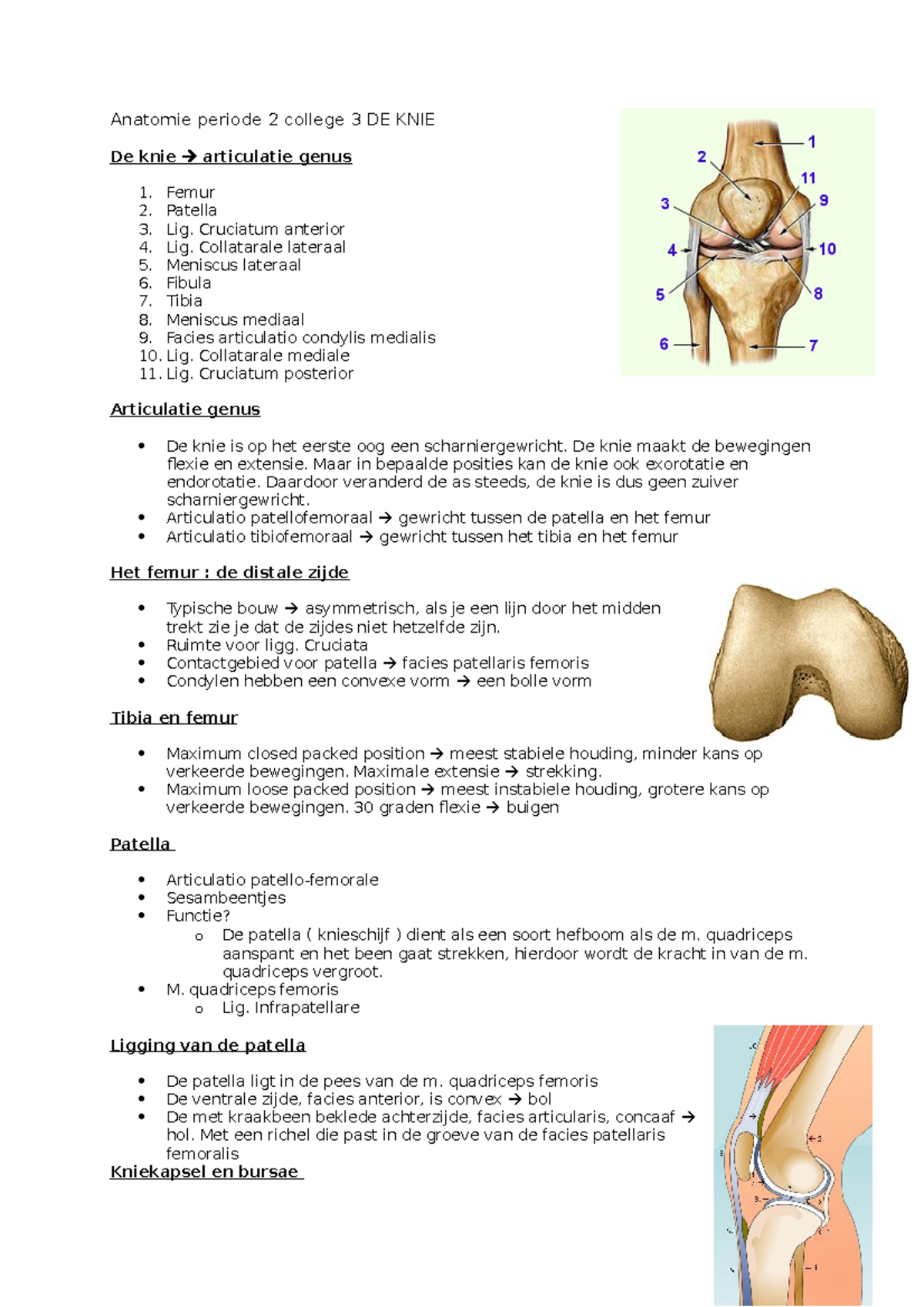 Anatomie periode 2 college 3 DE KNIE - Anatomie periode 2 college 3 DE ...