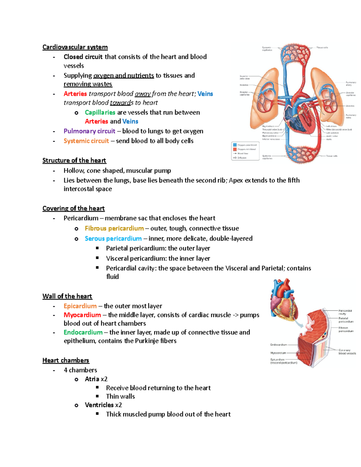Intro to human's heart - Cardiovascular system - Closed circuit that ...