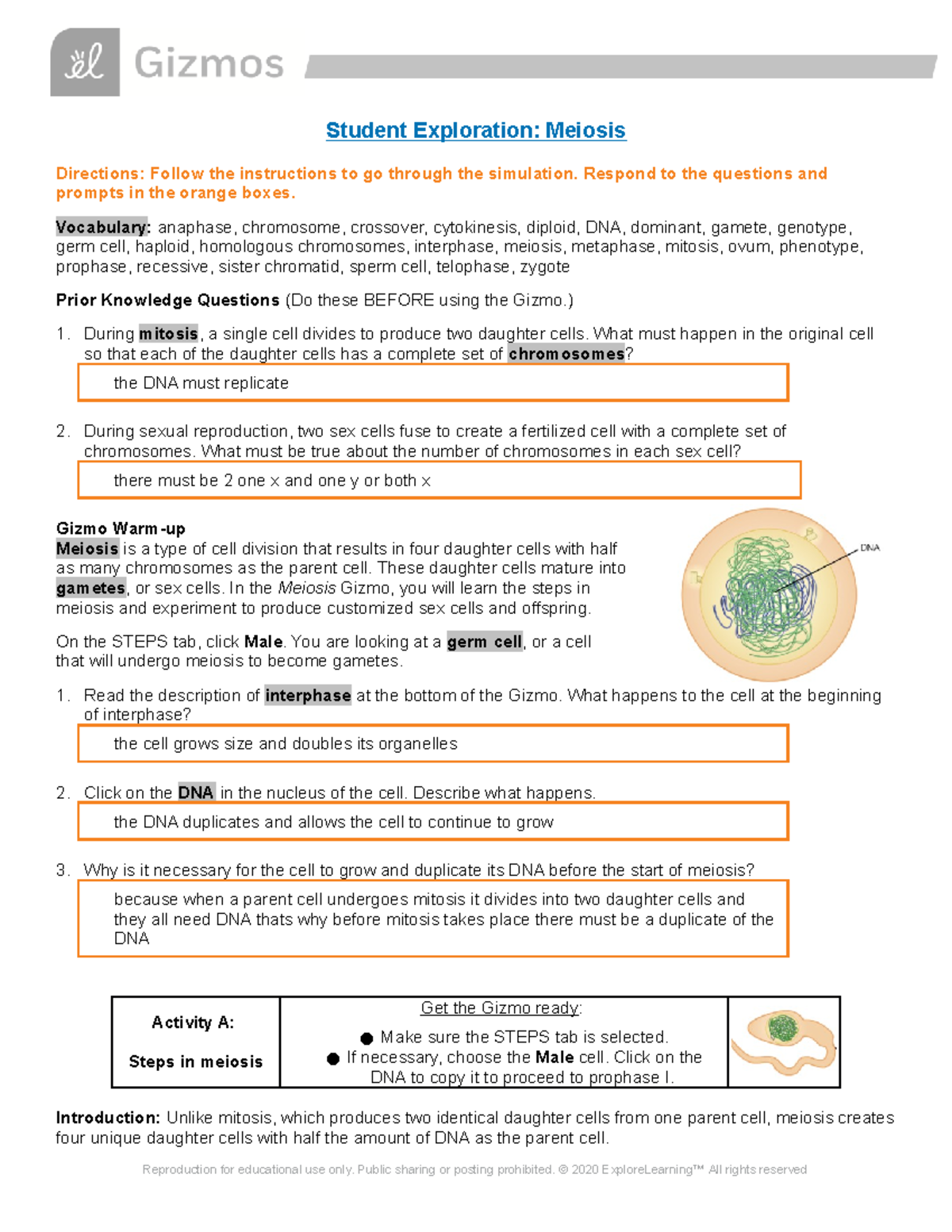 - Tues Nov 29 Meiosis Gizmo Lab - 15269384 - Student Exploration ...