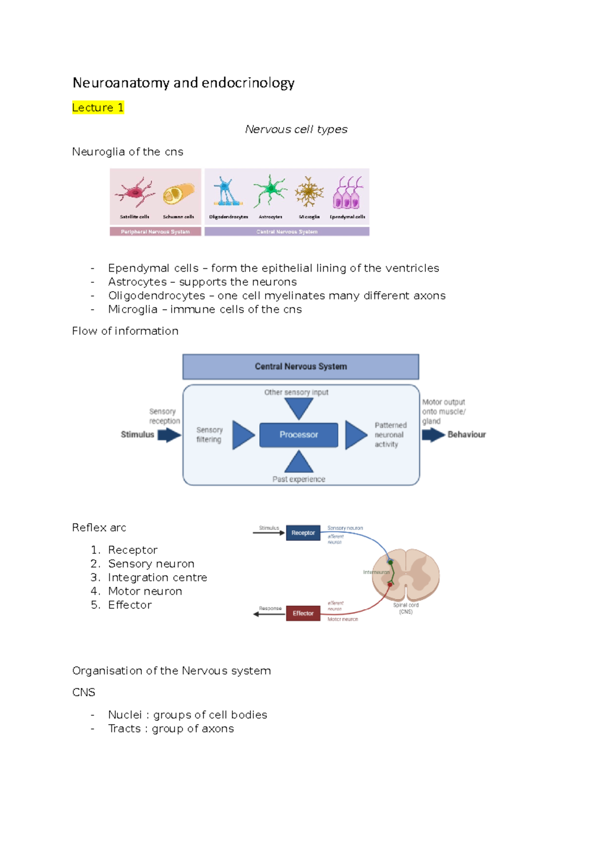 Neuroanatomy and endocrinology - Neuroanatomy and endocrinology Lecture ...