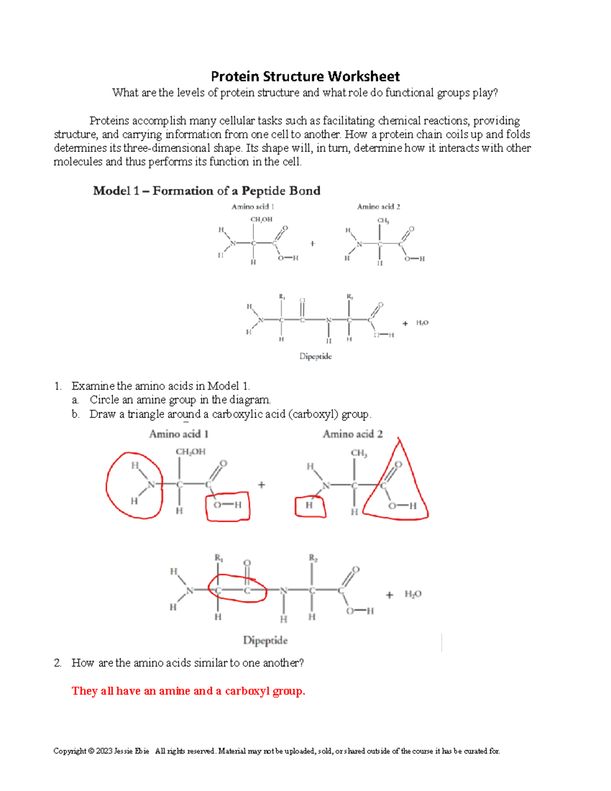 BIO181 Protein Structure Worksheet - Protein Structure Worksheet What ...