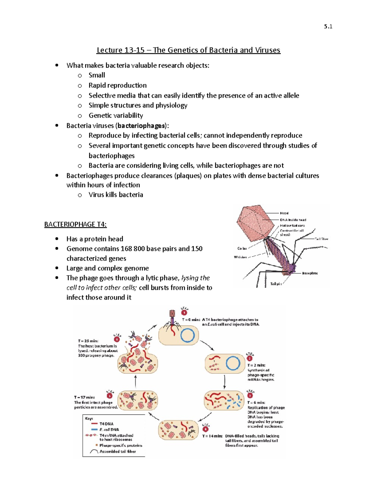 Lecture 13-15 - The Genetics of Bacteria and Viruses - 5 Lecture The ...
