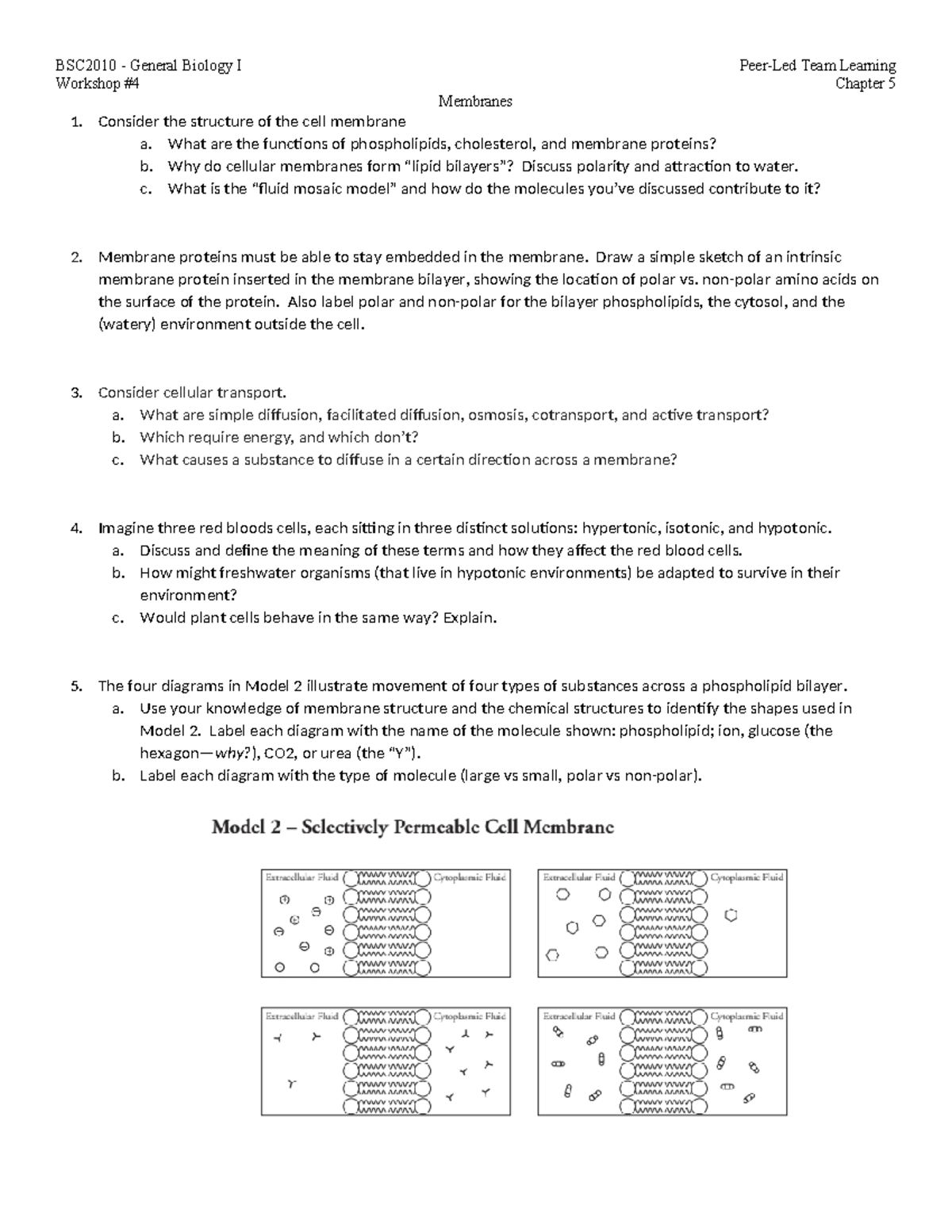 GBO Workshop 4 Sp24 2 - PLTL 4 - BSC2010 - General Biology I Peer-Led ...