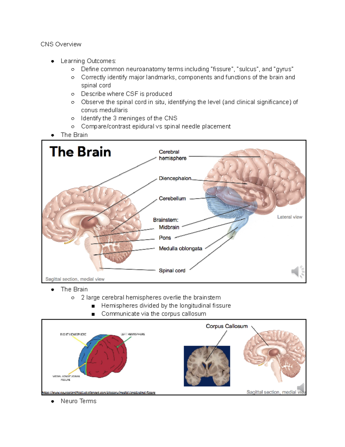 Kine 5 - Kine 5 - CNS Overview Learning Outcomes: Define common ...
