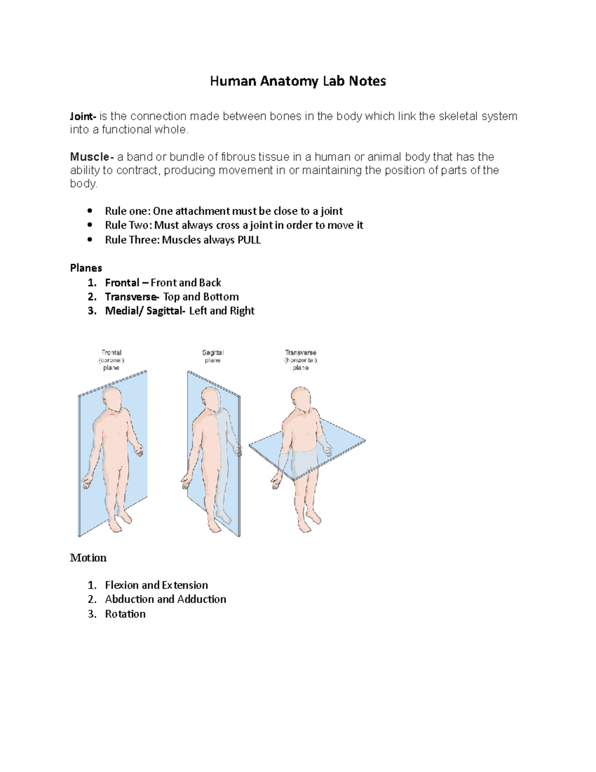 Human Anatomy Lab Notes - Human Anatomy Lab Notes Joint- is the ...