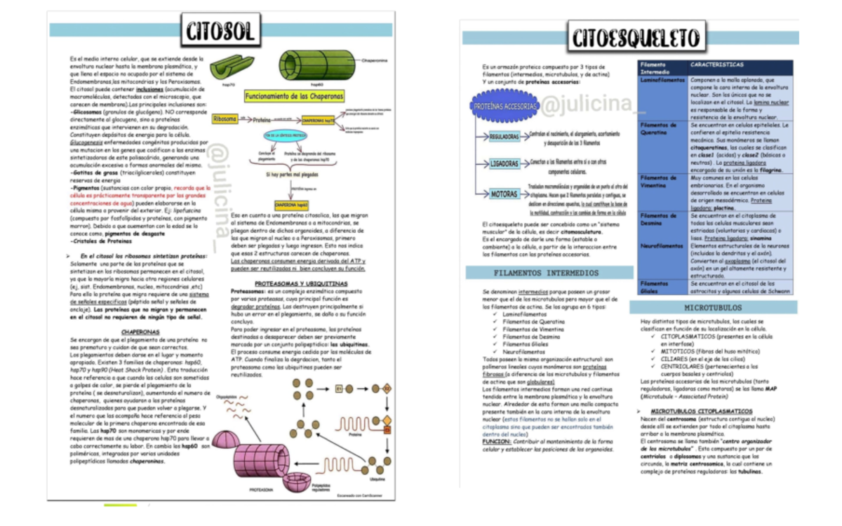 Citosol Y Citoesqueleto - Biología - Studocu