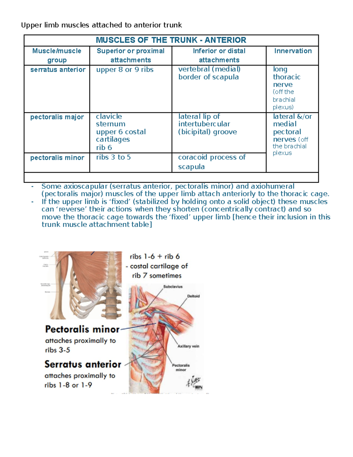 Anterior trunk - Upper limb muscles attached to anterior trunk MUSCLES ...