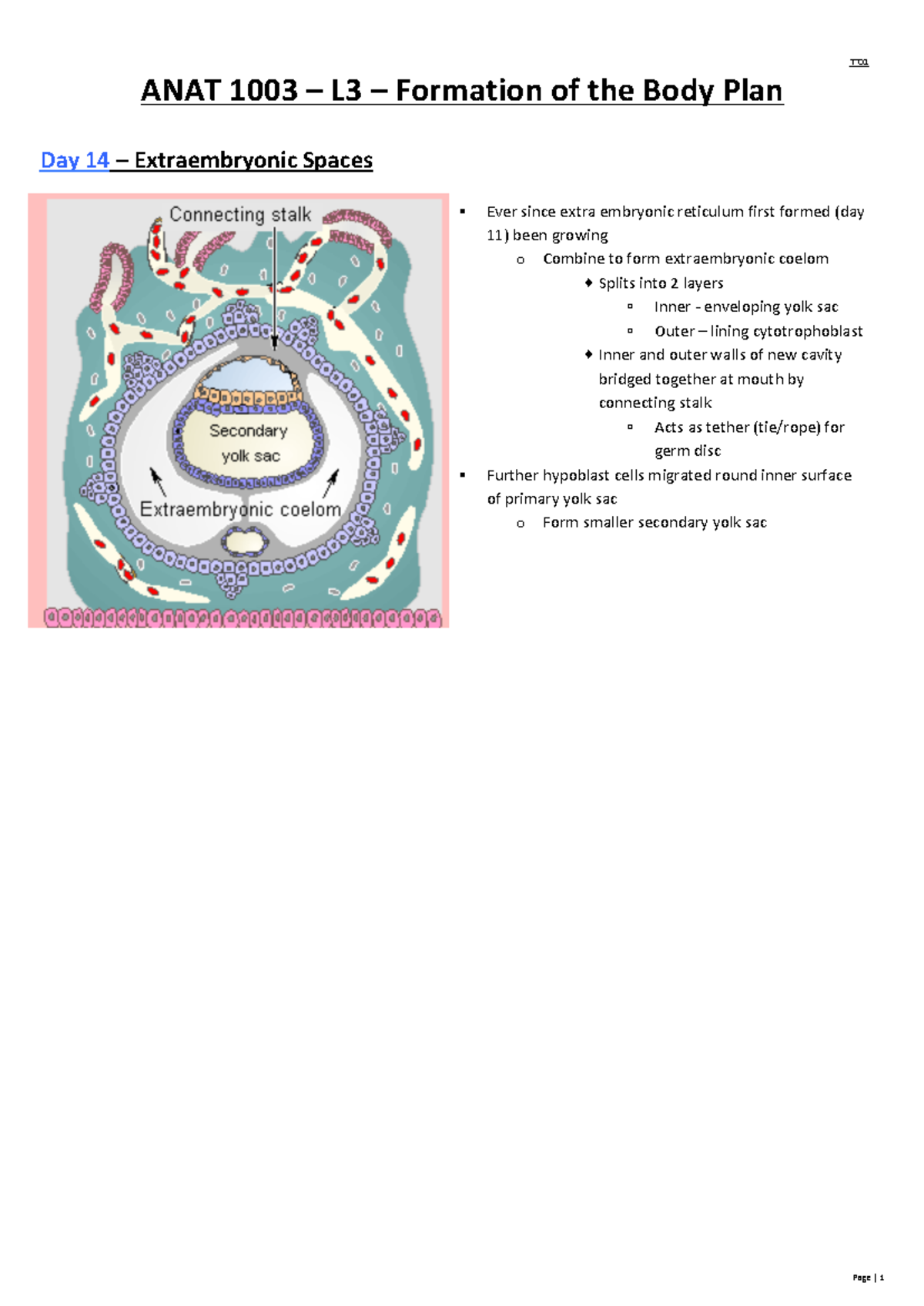 ANAT 1003 - 1 - L3 - Revision Notes - ANAT 1003 – L3 – Formation of the ...