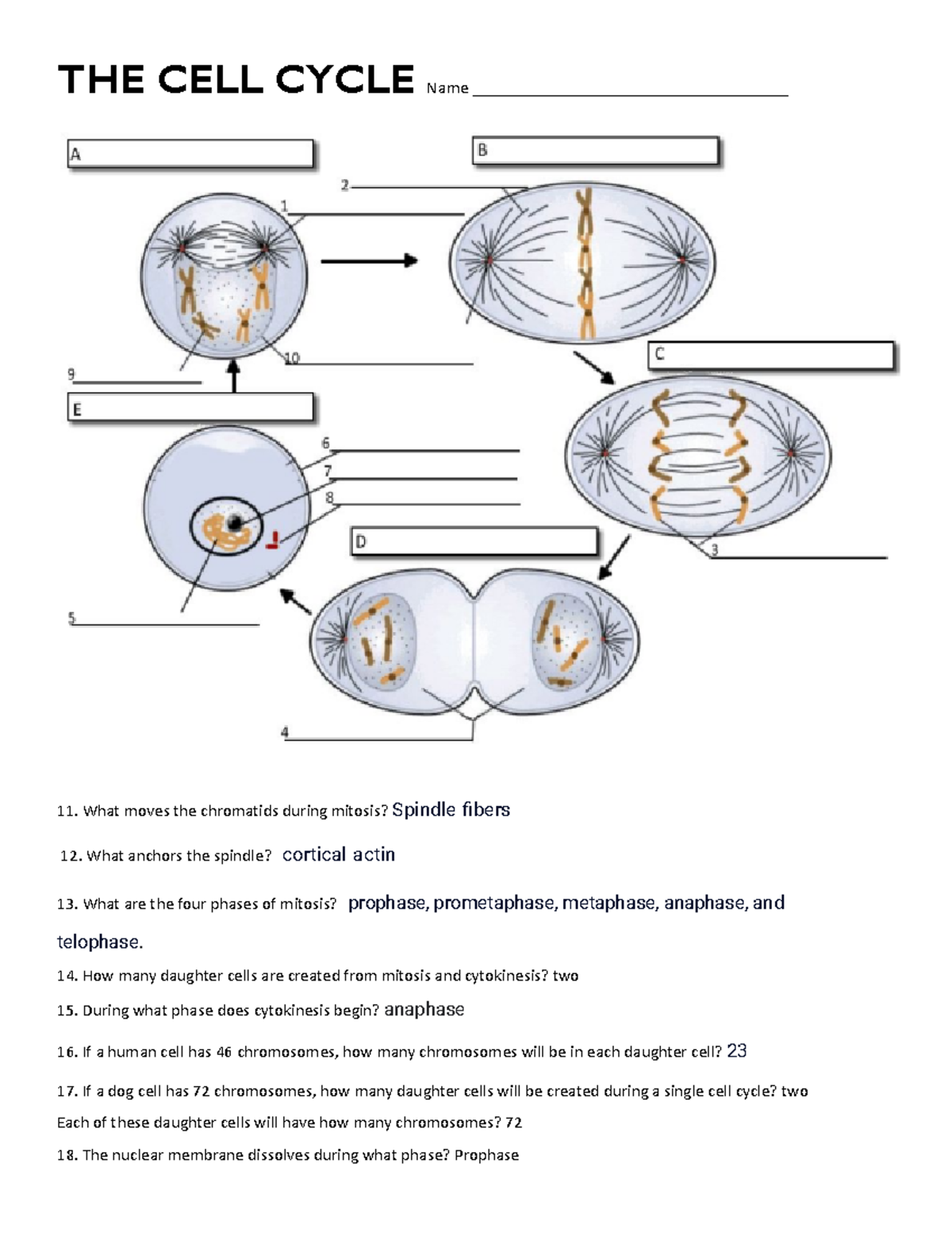 Copy of Cell Cycle Labeling - THE CELL CYCLE Name ...