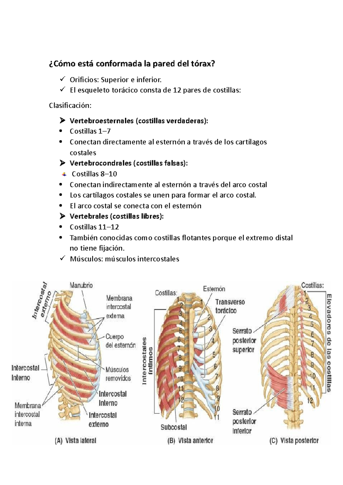 Anatomia Semana 9 - anatomía humana - ¿Cómo está conformada la pared ...