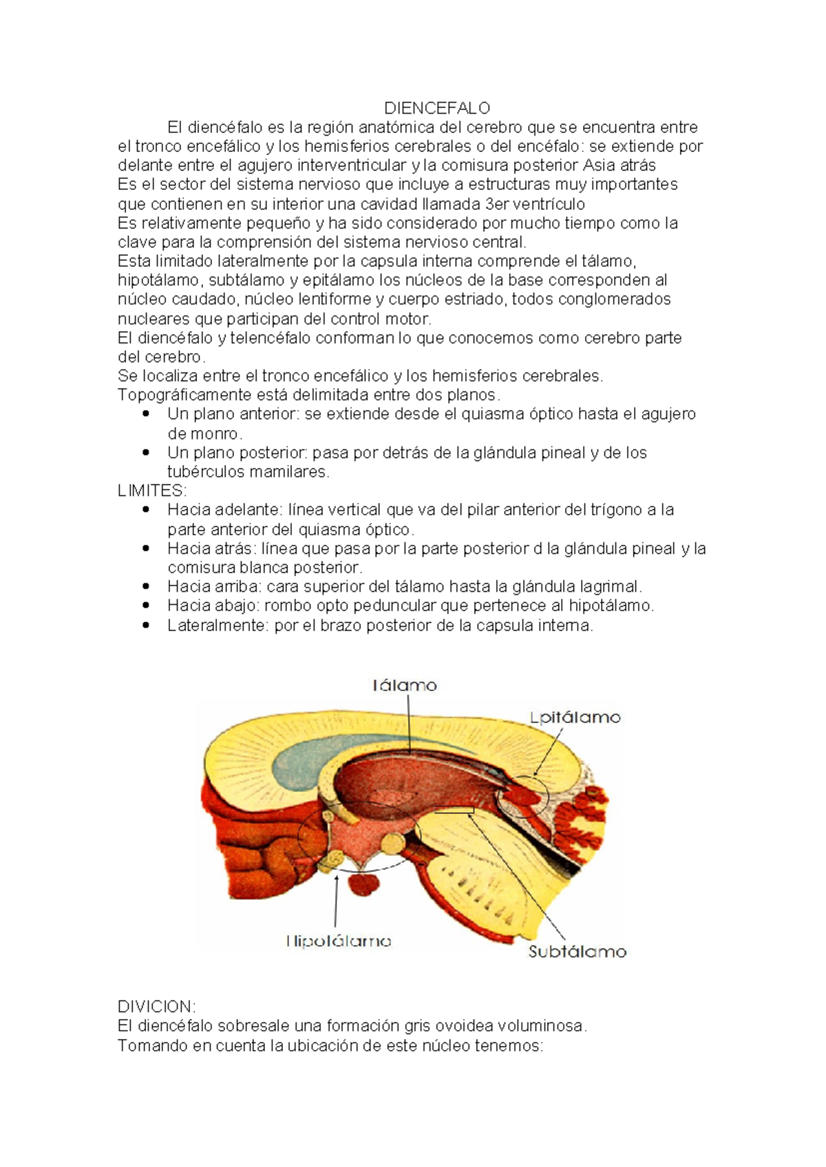 Diencefalo y sus partes - DIENCEFALO El diencéfalo es la región ...